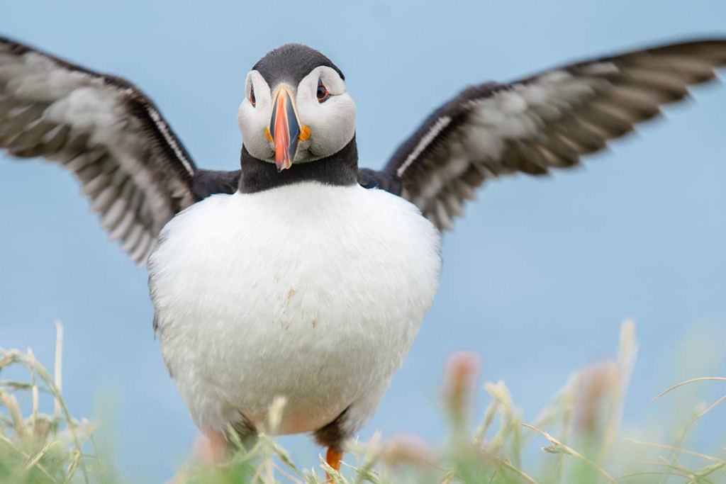 Cute overload at Puffin Island, Scotland – Lost in the Midlands