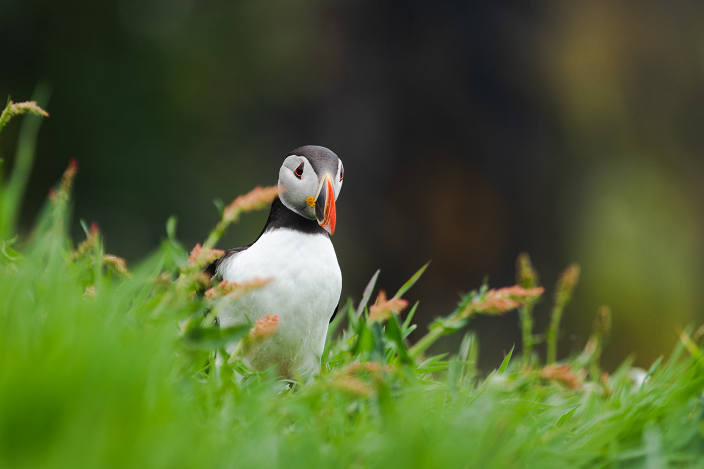 Cute overload at Puffin Island, Scotland – Lost in the Midlands
