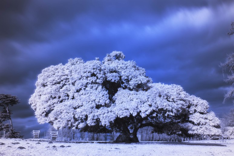 Infrared photography tips: how to best use a filter – Lost in the Midlands